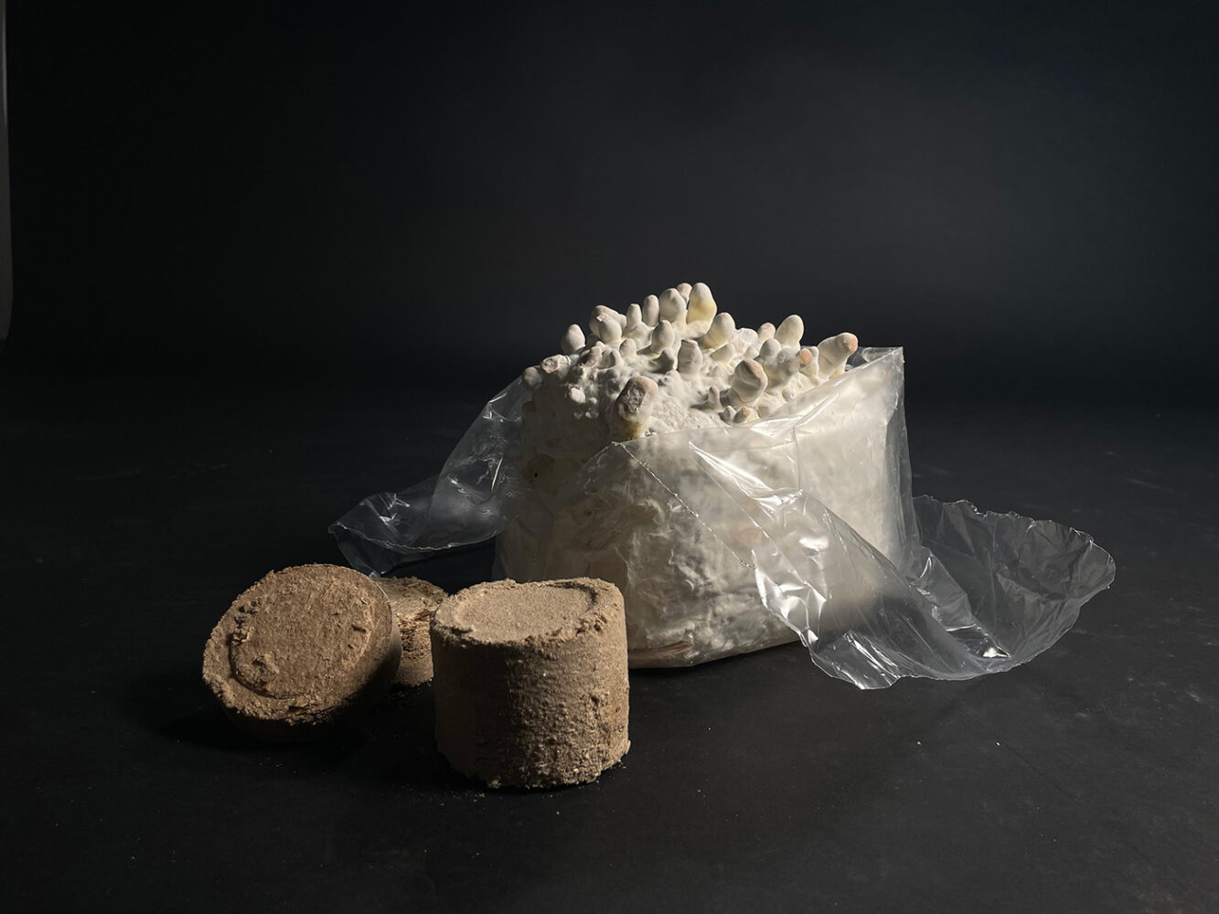 Mycelium Model Making – studio sustainable matter